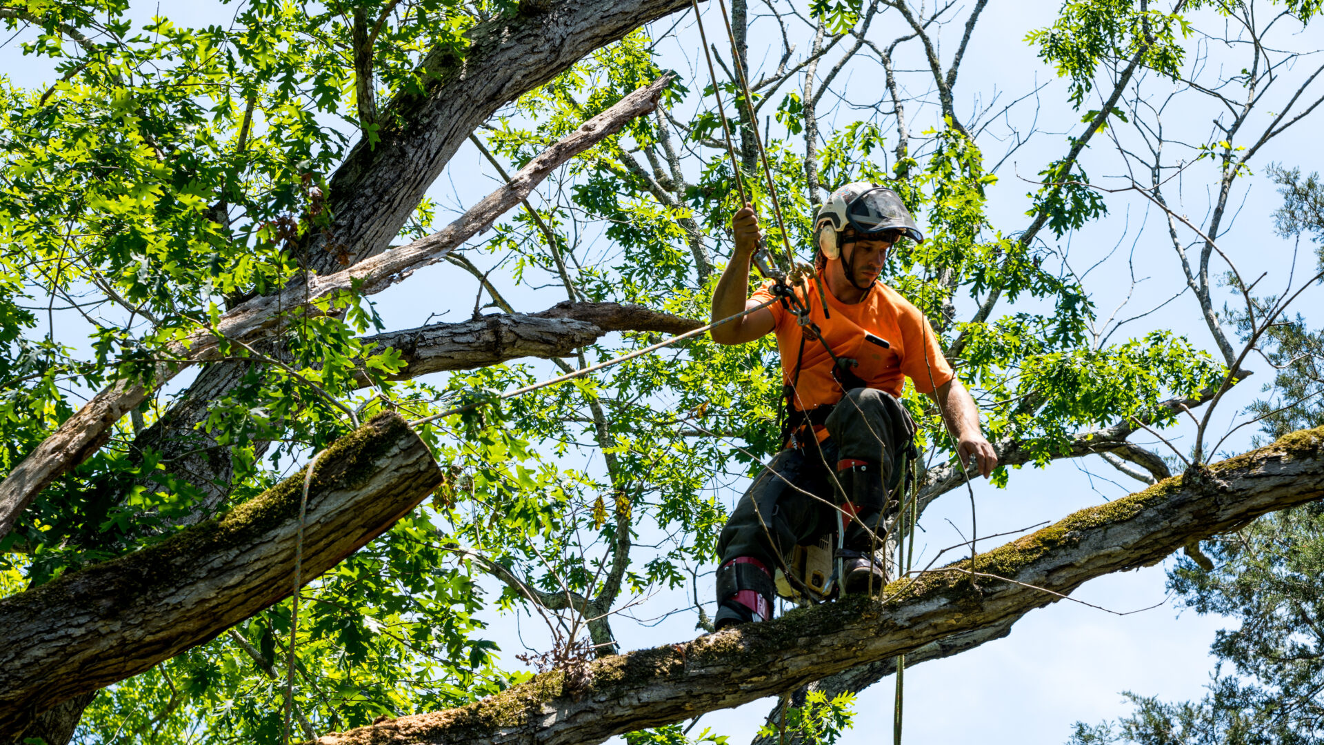 When To Hire a Certified Arborist for Tree Risk - Well Rooted Gardens