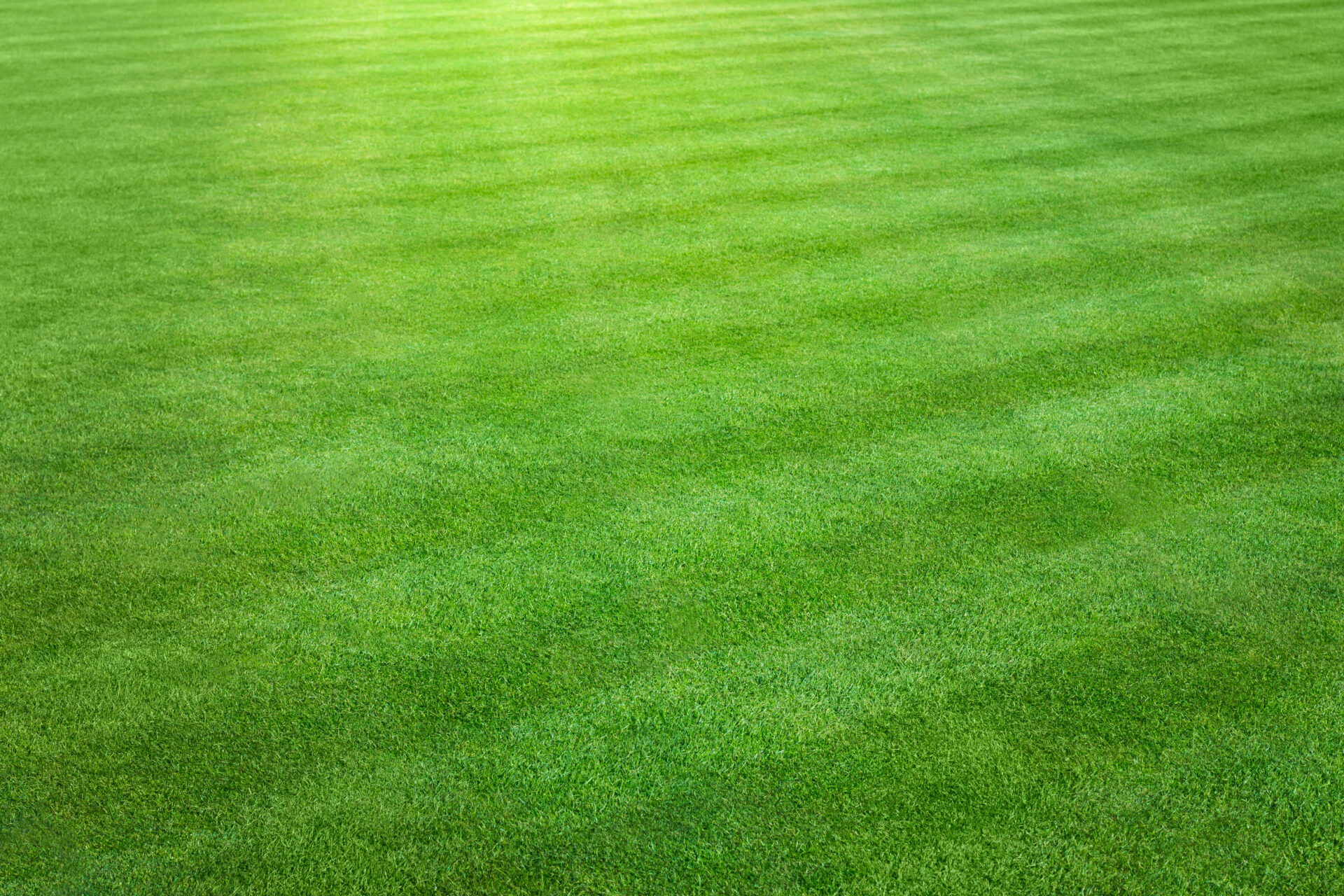 Achieve Lush, Healthy Grass With High-Quality Lawn Care - Well Rooted ...